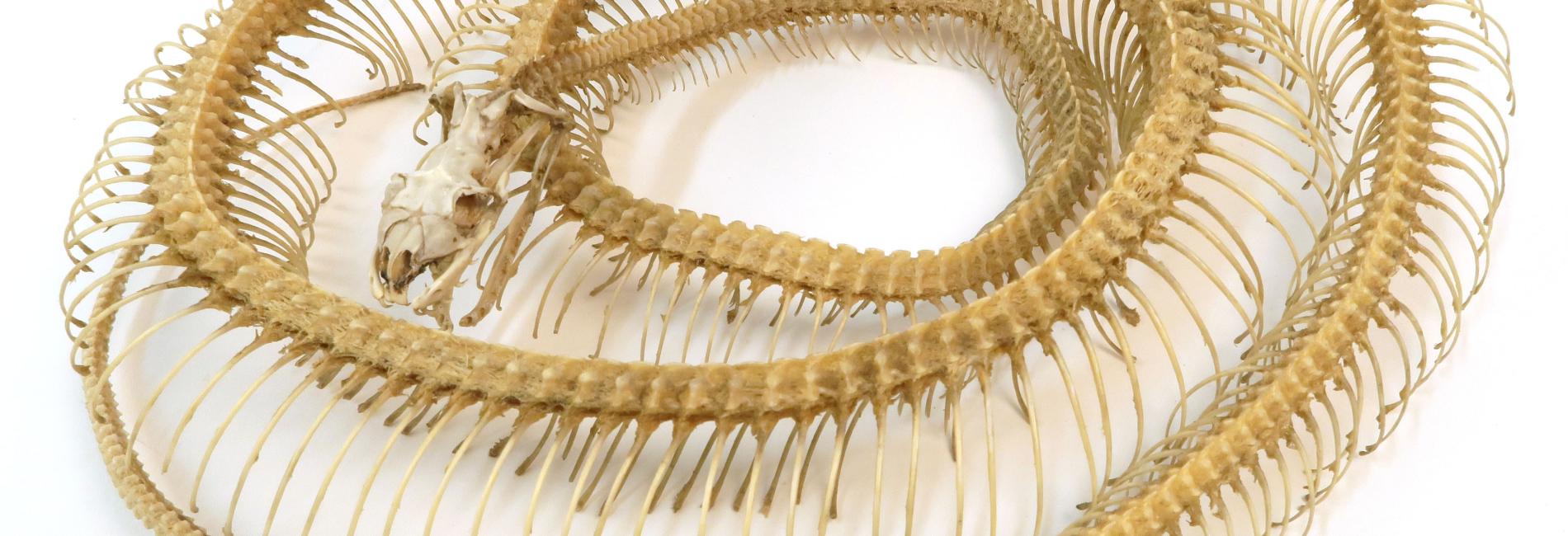 Exhibition - Growing a backbone:Rise of the vertebrates | University of ...